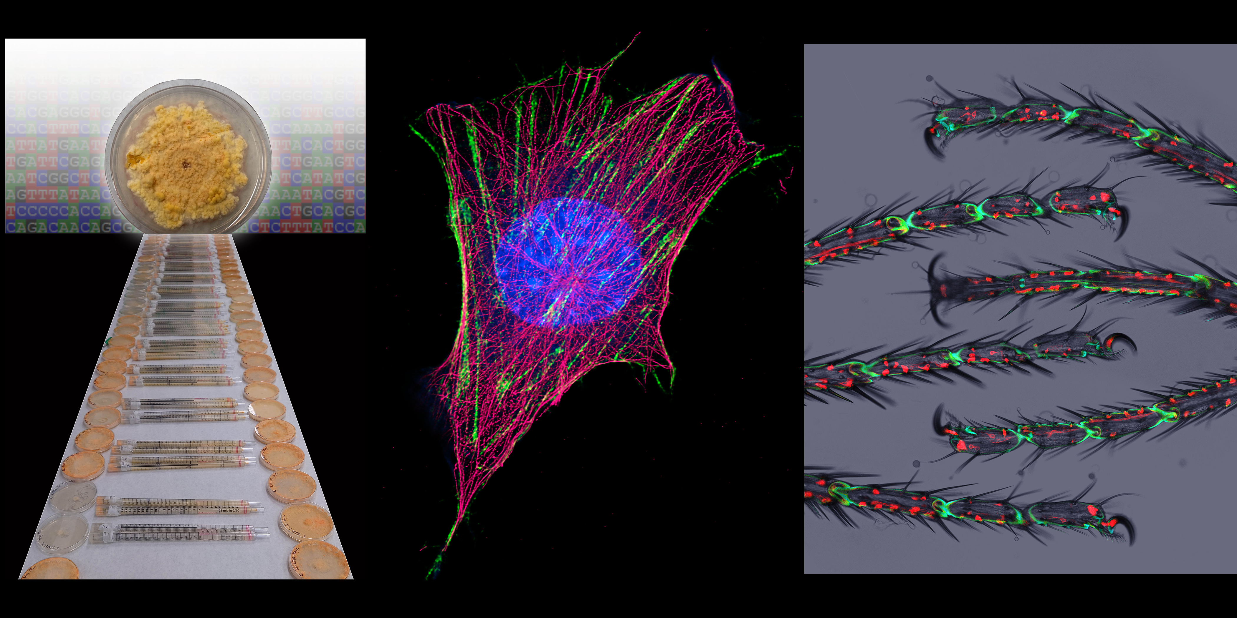 School of Biological Sciences | Illinois State University