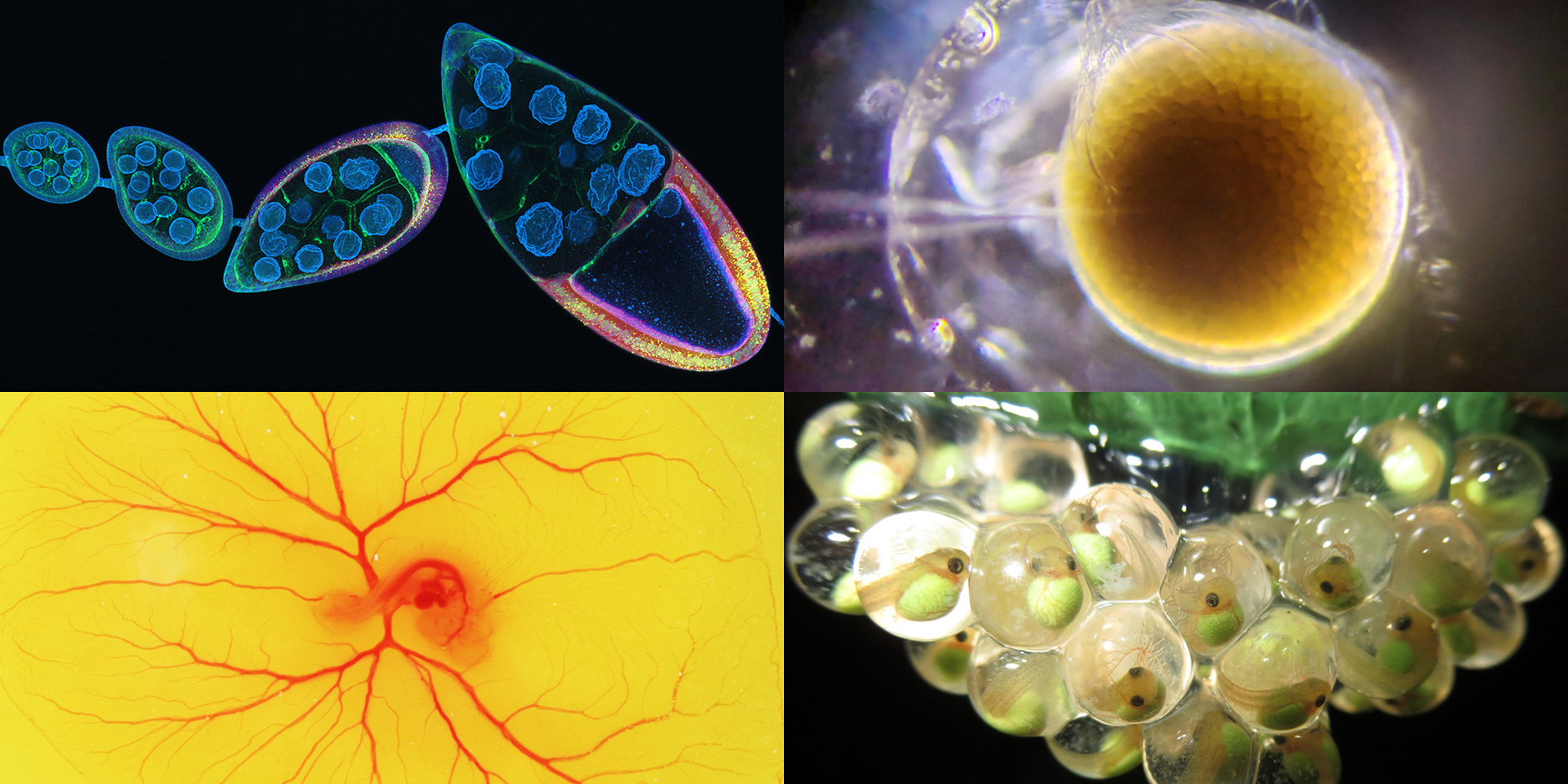 School of Biological Sciences | Illinois State University