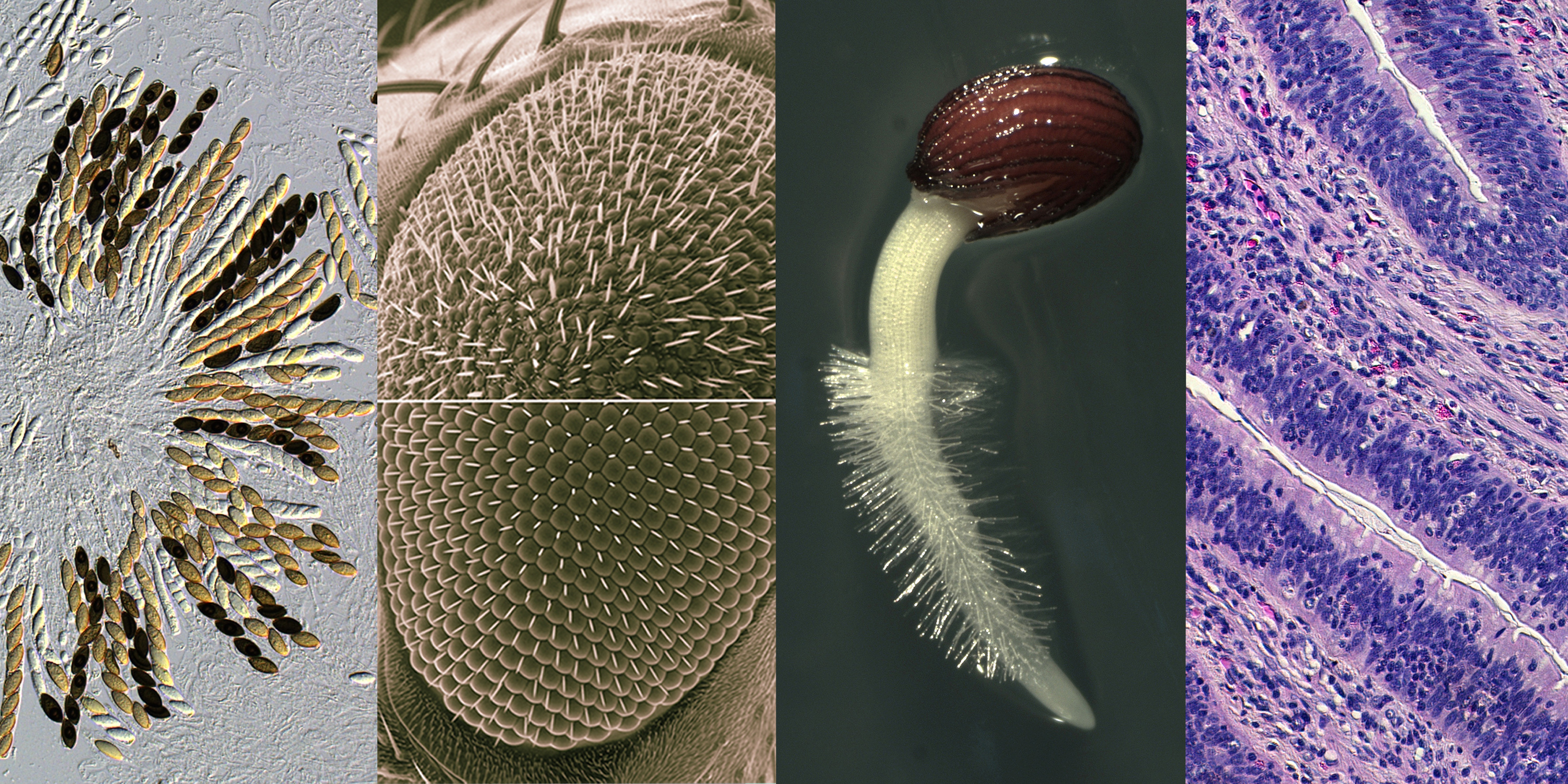 School of Biological Sciences | Illinois State University